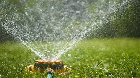 The best time to water the lawn: morning vs. evening vs. night